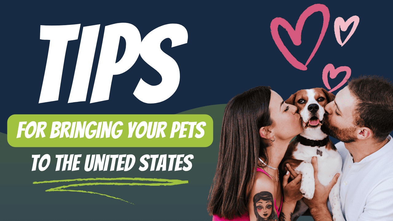 A Guide to Relocating Your Pets to the United States - Immigration for ...